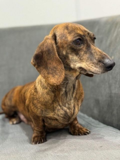 Ravenswood Pet Rescue - Luna