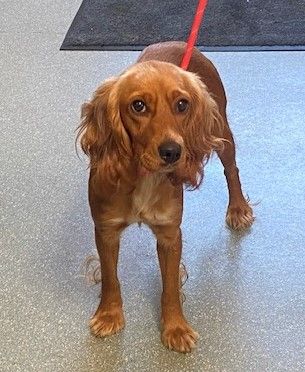 Ravenswood Pet Rescue - Available Dogs