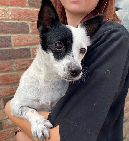 Ravenswood Pet Rescue - Rehomed Dogs