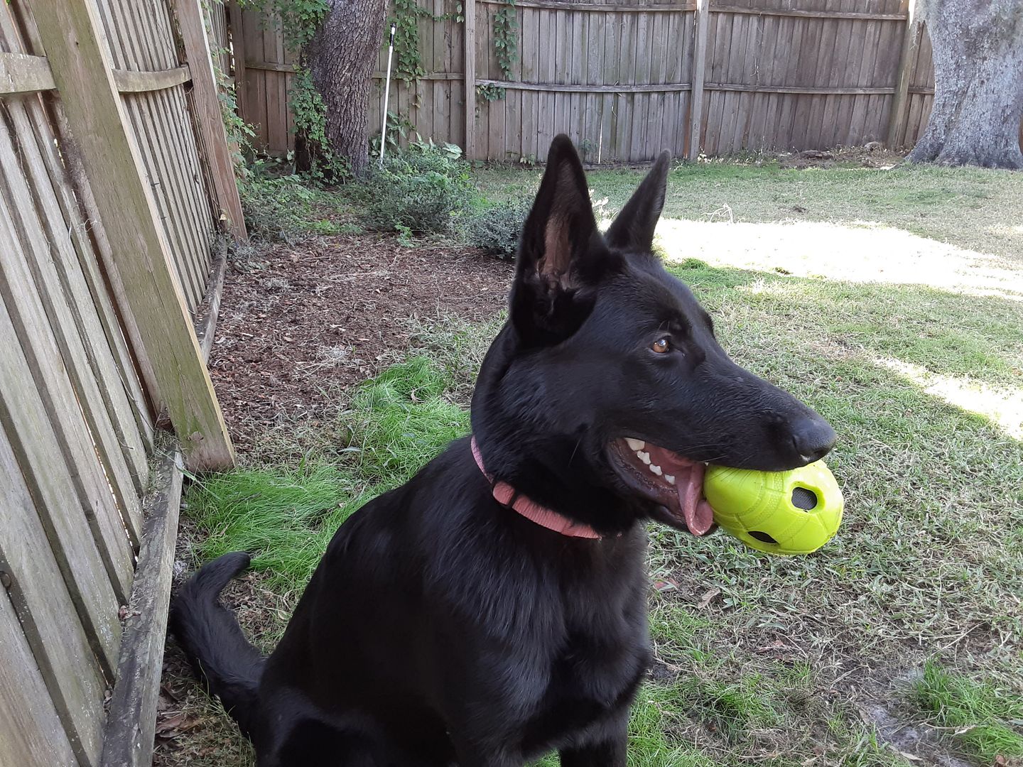 Ball is life - AR15.COM