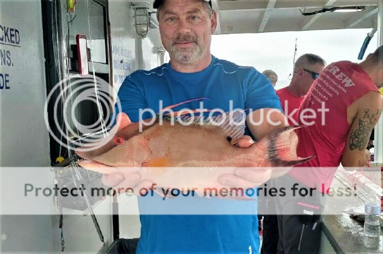 From Trout to Hogfish in pictures | Bloodydecks