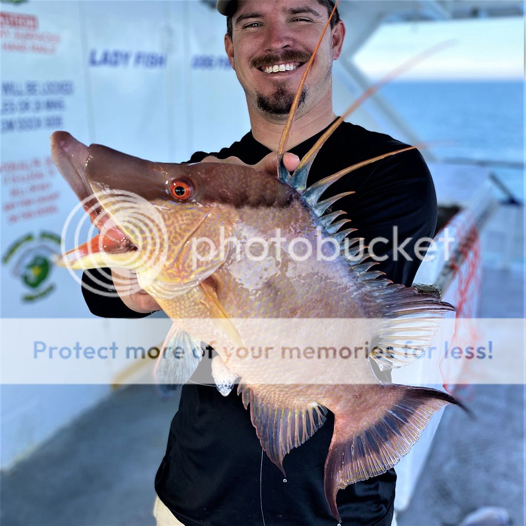 Huge Hogfish catch with on the water pictures | Bloodydecks