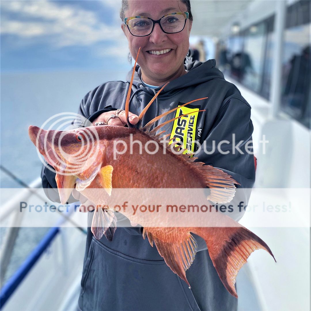 Huge Hogfish catch with on the water pictures | Bloodydecks