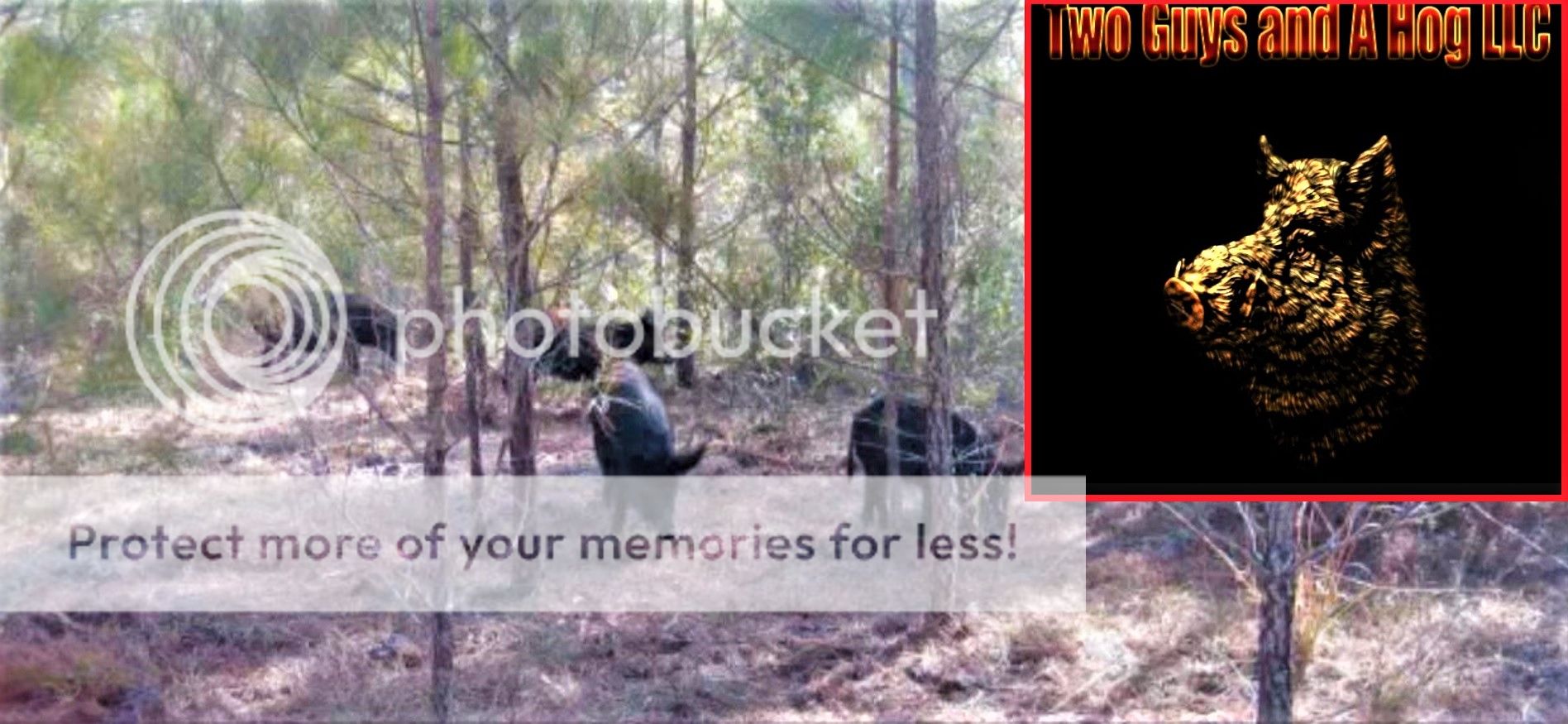 Hog down but not out | Bloodydecks