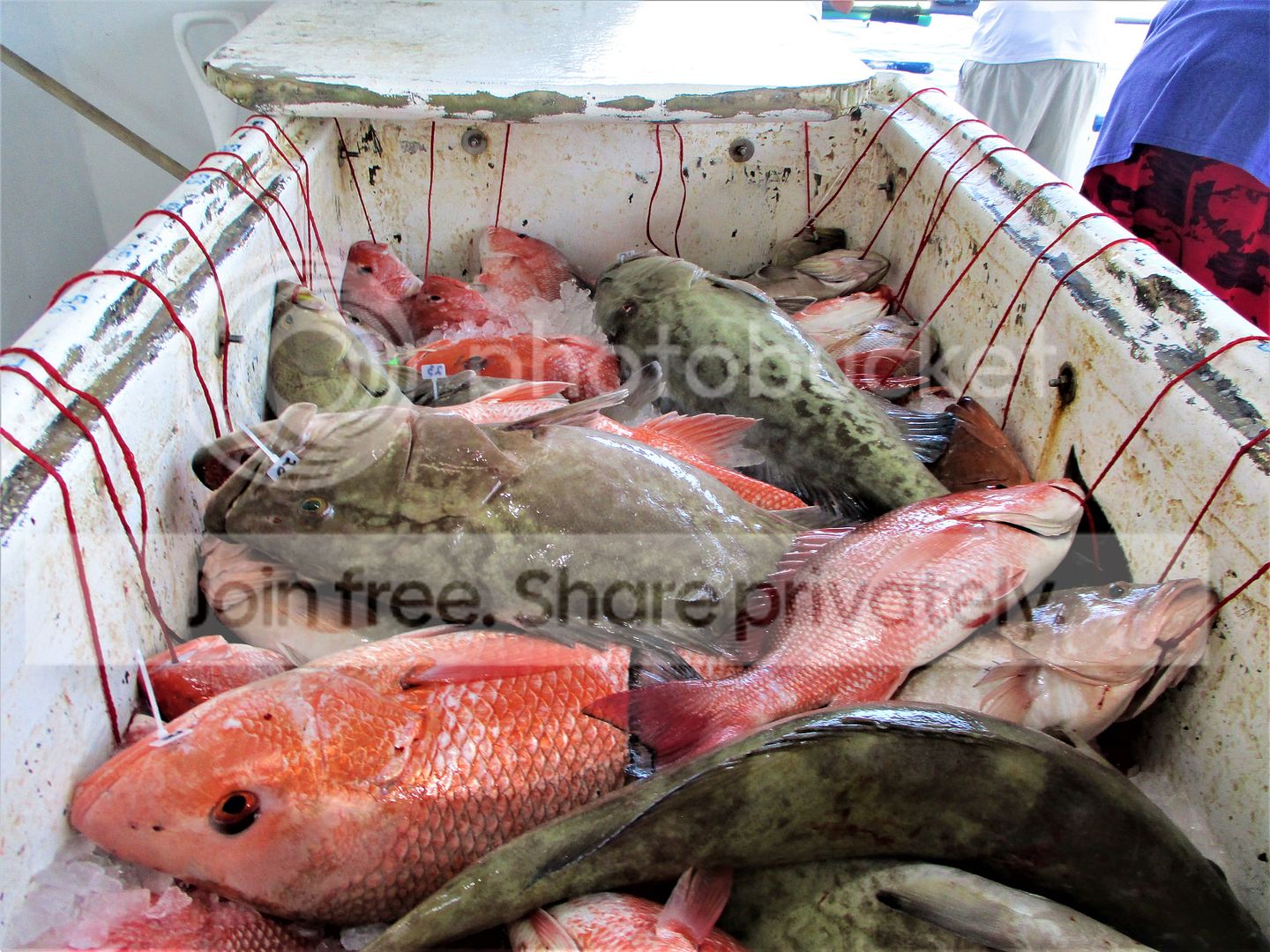 Huge snapper/grouper catch in pictures | Bloodydecks