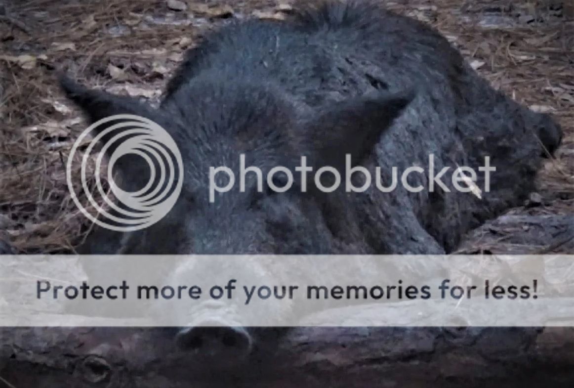 HOG DOWN AND OUT | Bloodydecks