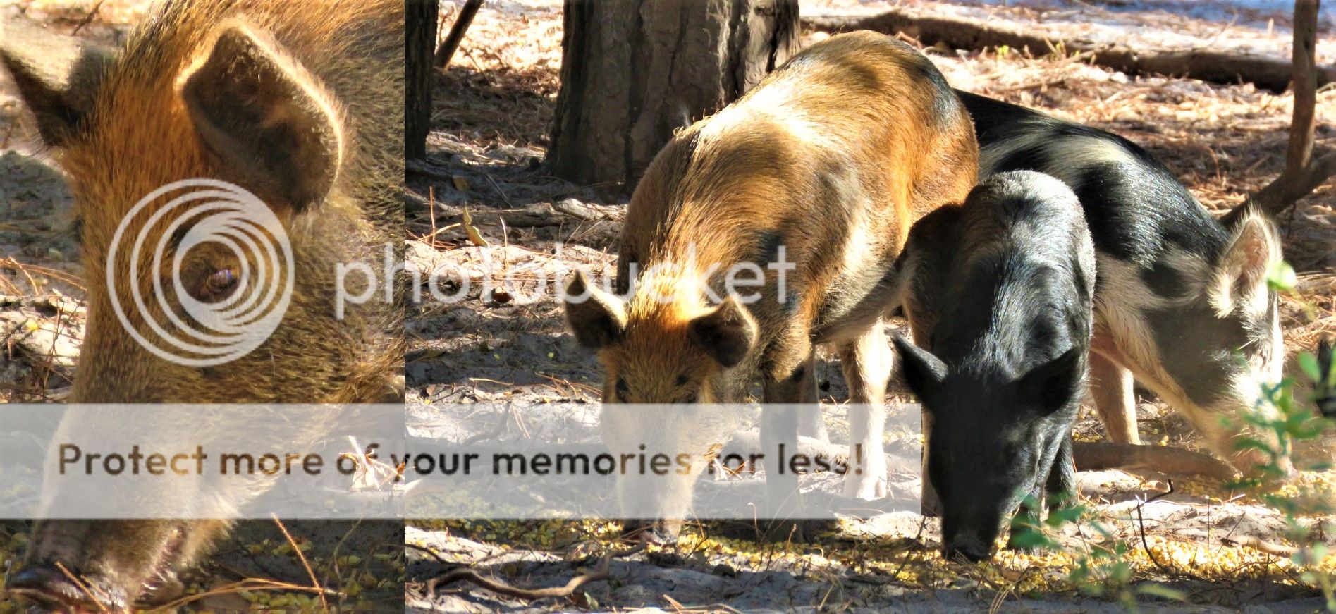 HOG DOWN AND OUT | Bloodydecks