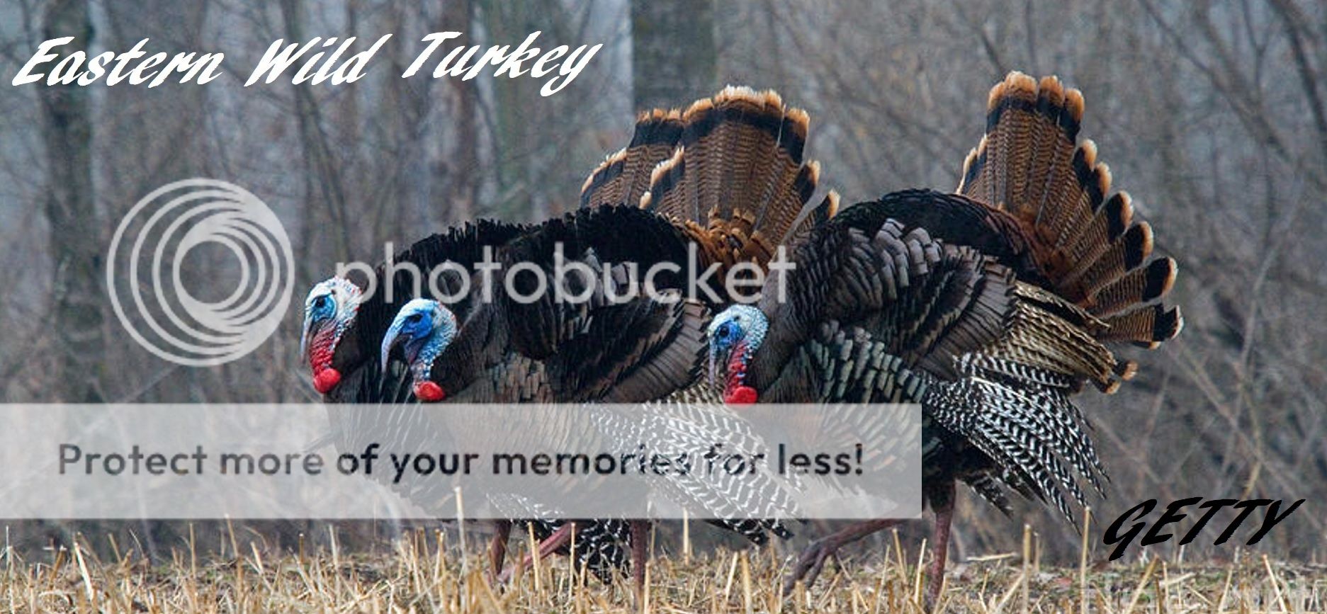 Remembering turkey hunting and a lot more. | Bloodydecks