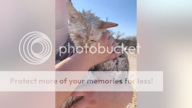 Cat named ‘Nado’ pulled from rubble of Jacksboro animal shelter | The ...